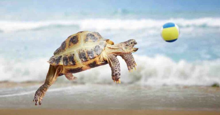 Can You Train A Turtle? Exploring the Training Frontier - Best Pet Facts
