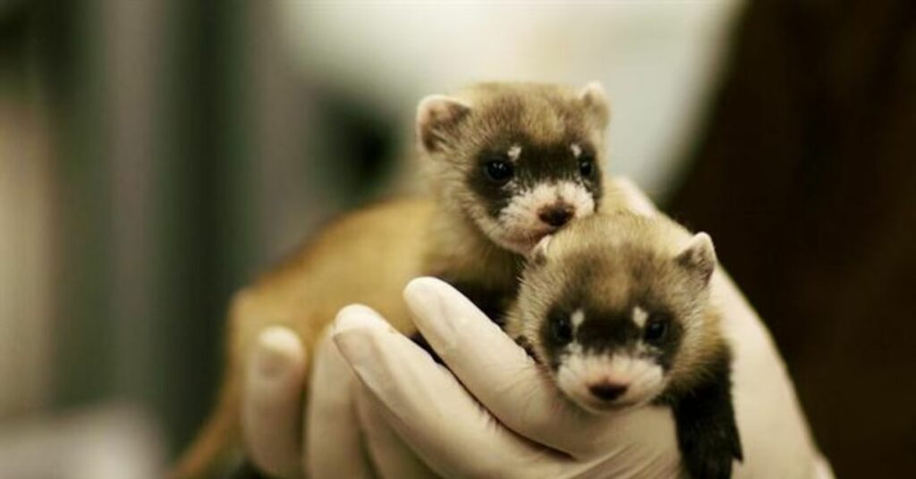 What Is The Rarest Ferret In The World? - Best Pet Facts