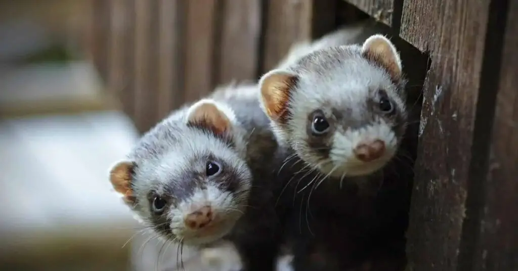 What Pets Go Well With Ferrets? A Comprehensive Guide - Best Pet Facts