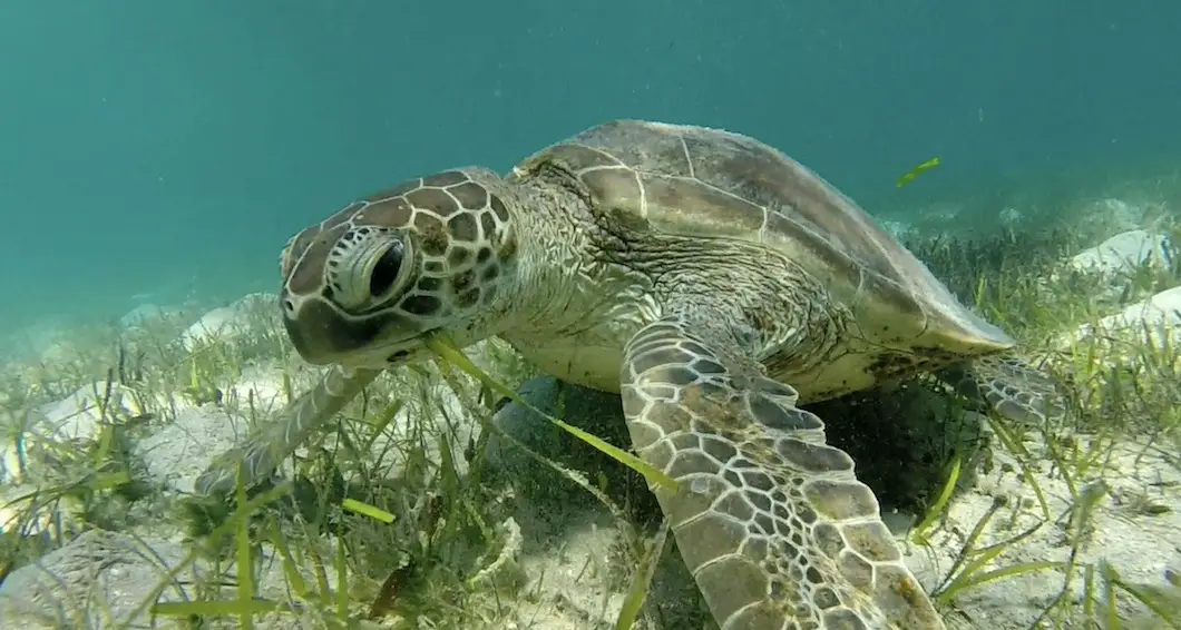 Do Turtles Eat Algae? A Deep Dive into the Dietary Habits of Turtles ...